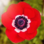 5 Flowers that Symbolize Curiosity - Bithflowers.com