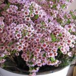 How to Make Flower Cartolina: A Step-by-Step Guide - Bithflowers.com